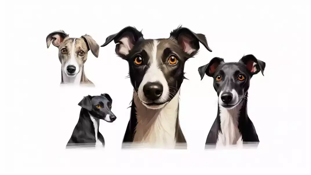 Les Whippets croisés : Comment leur singularité fait leur charme ...